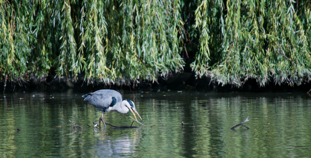 San Diego Mission Beach Bird Watching | Drift Vacation Homes